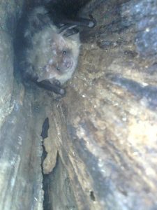 Bat Surveys - Rooted Climbing Ltd - PRF Inspection Surveys